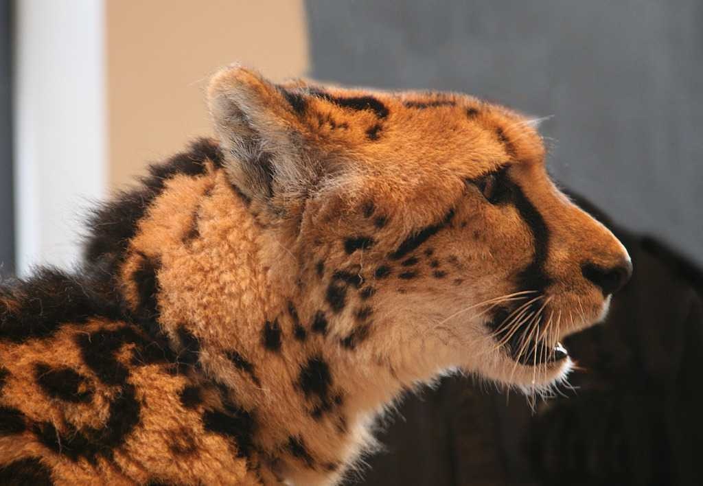 Cheetah Labeled Image Dataset | images.cv