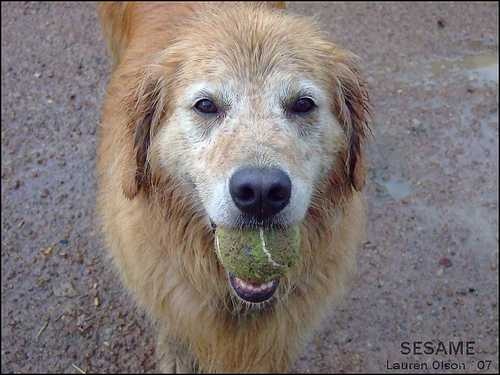 Golden retriever Labeled Image Dataset | images.cv