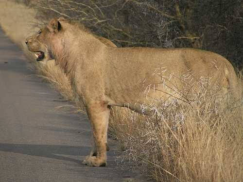 Lion Labeled Image Dataset | images.cv