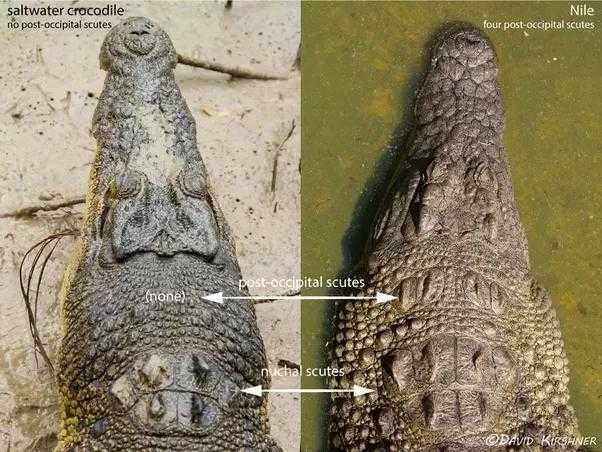 Crocodile labeled image dataset | images.cv