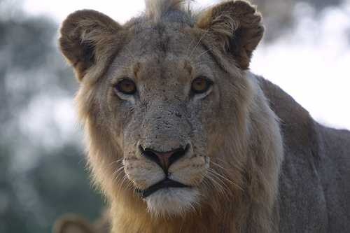 Lion Labeled Image Dataset | images.cv