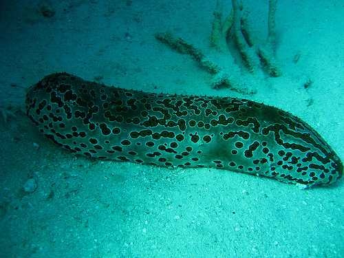 Sea cucumber Labeled Image Dataset | images.cv