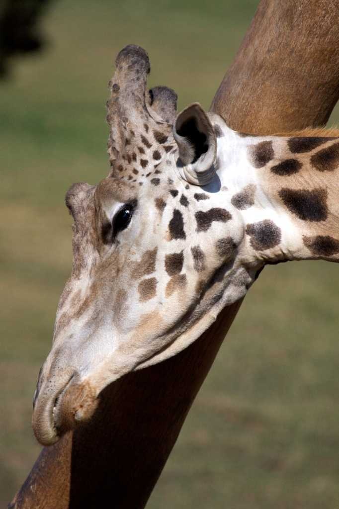 Giraffe Labeled Image Dataset | images.cv