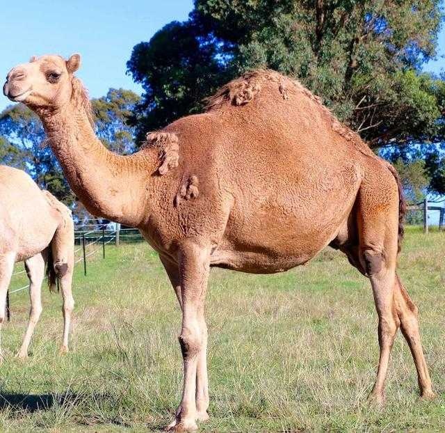 Download Camel labeled image classifcation dataset labeled image dataset