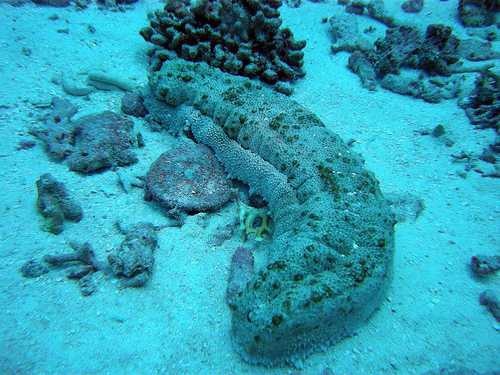 Sea cucumber Labeled Image Dataset | images.cv