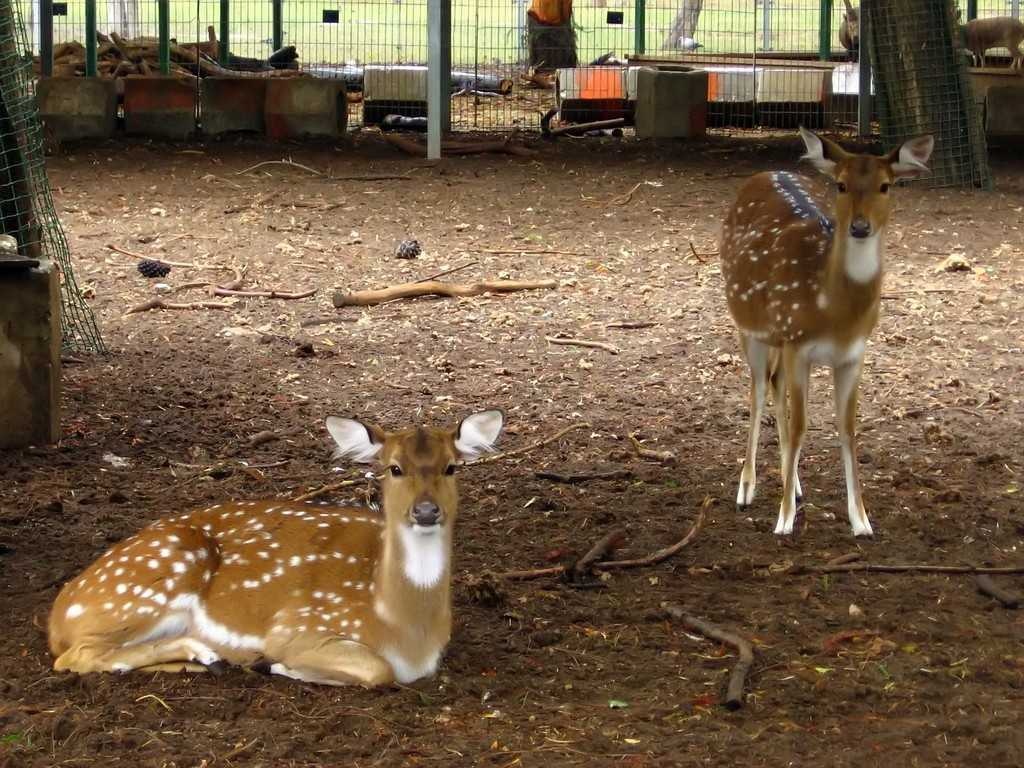 Deer Labeled Image Dataset | images.cv