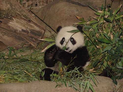 Giant panda labeled image dataset | images.cv