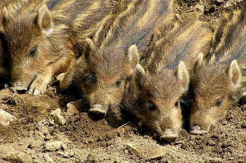 Wild boar Labeled Image Dataset | images.cv