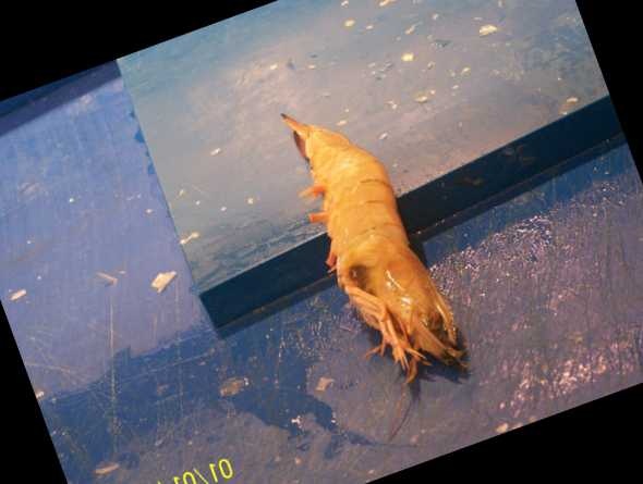 Shrimp Labeled Image Dataset | images.cv