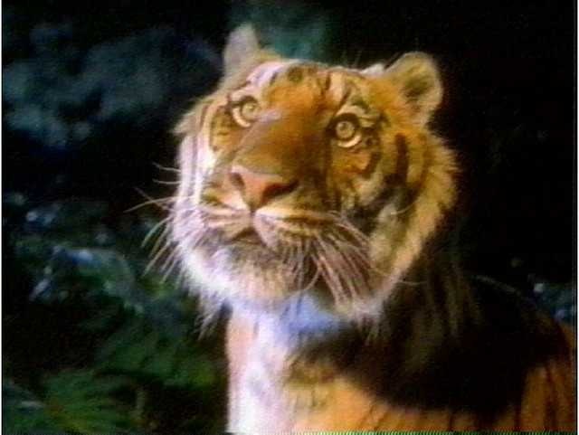 Tiger Labeled Image Dataset | images.cv