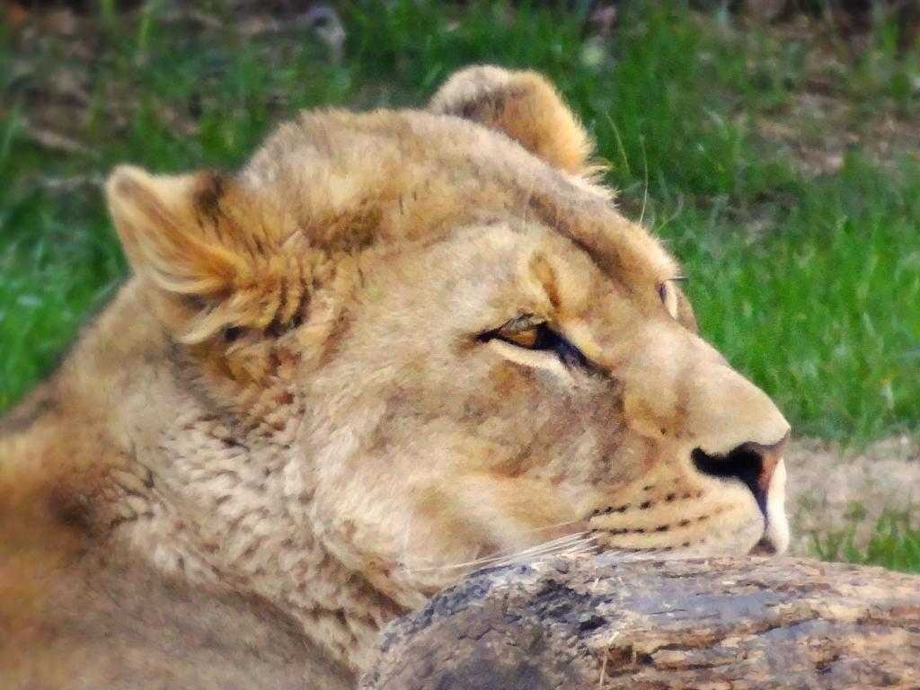 Lion Labeled Image Dataset | images.cv