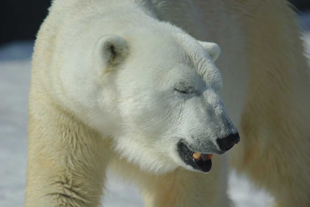 Polar bear Labeled Image Dataset | images.cv