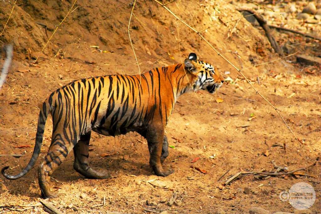 Tiger Labeled Image Dataset | images.cv