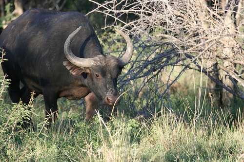 Water buffalo Labeled Image Dataset | images.cv