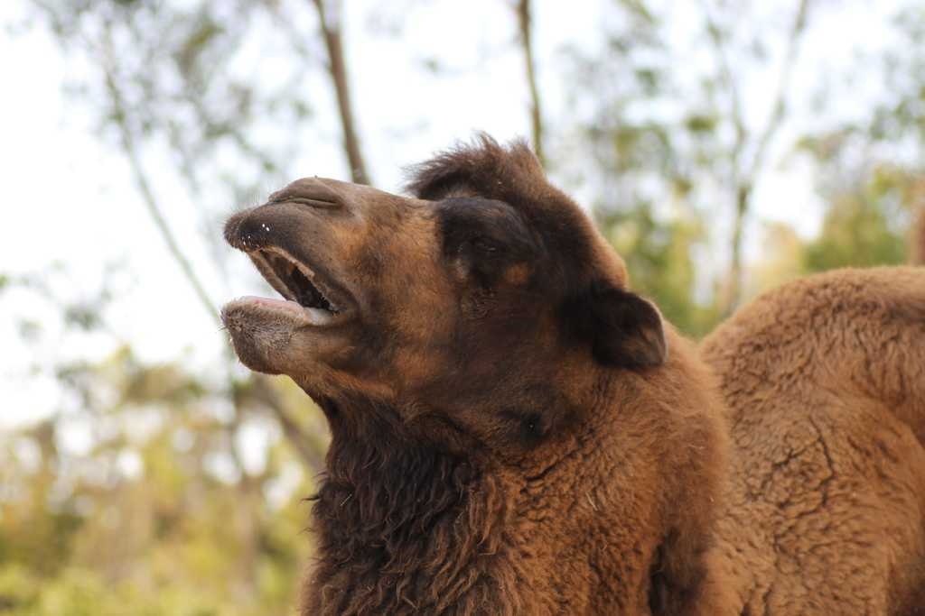 Download Camel labeled image classifcation dataset labeled image dataset