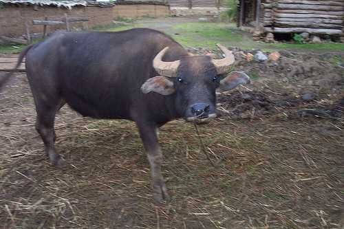 Water buffalo Labeled Image Dataset | images.cv