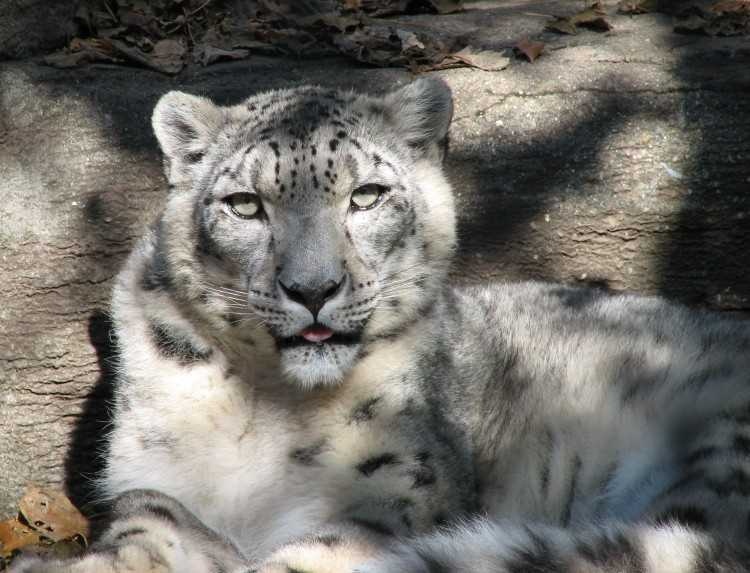 Snow leopard Labeled Image Dataset | images.cv