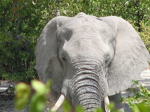 African elephant labeled image dataset | images.cv