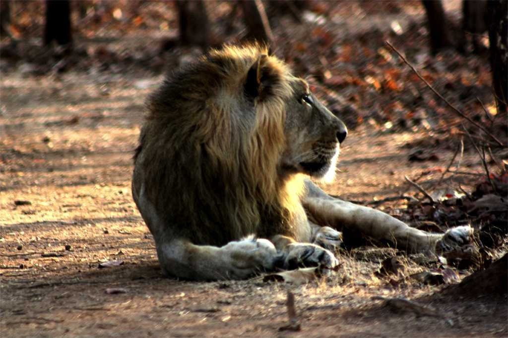 Lion Labeled Image Dataset | images.cv