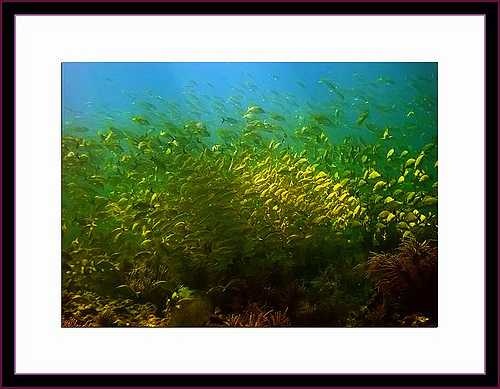 Coral reef Labeled Image Dataset | images.cv