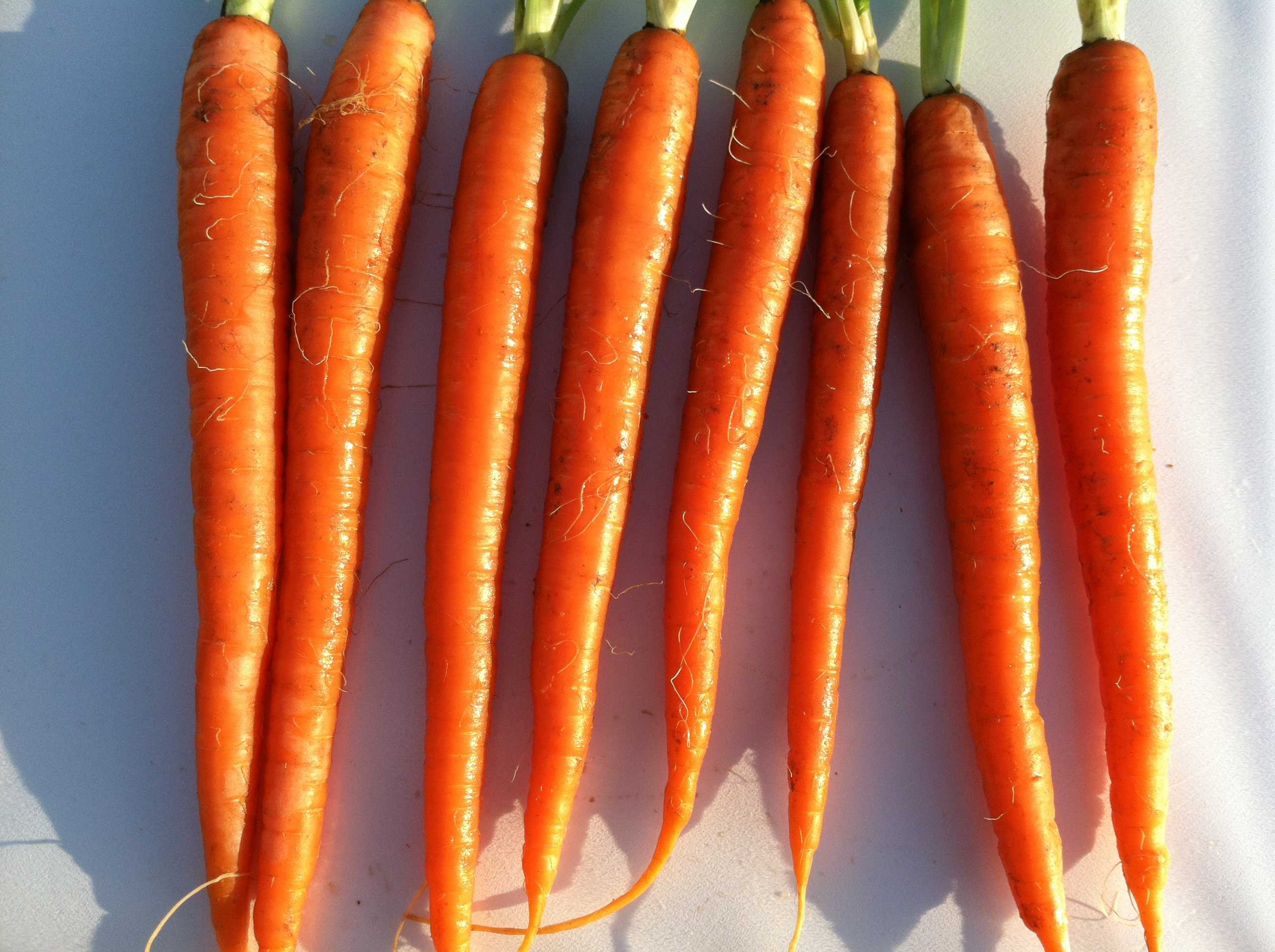 Carrot Labeled Image Dataset | images.cv