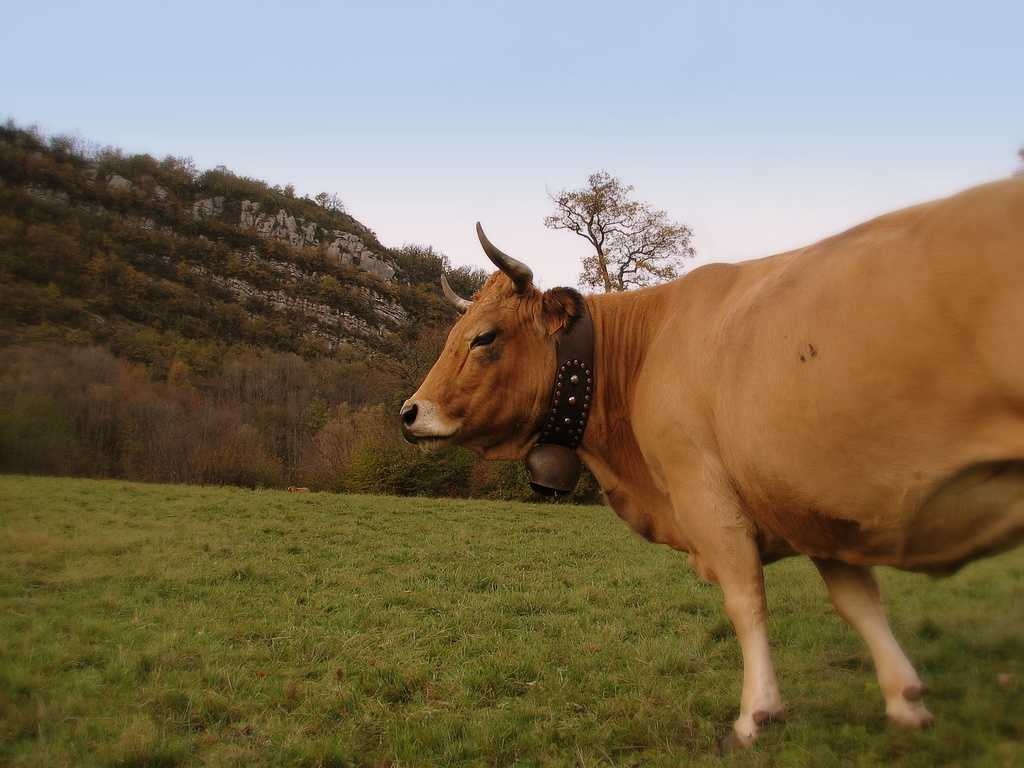 Download Cattle labeled image classifcation dataset labeled image dataset