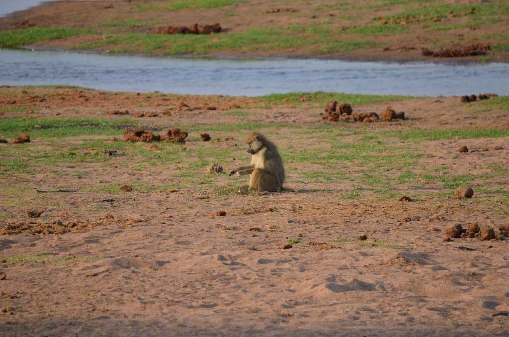 Monkey labeled image dataset | images.cv