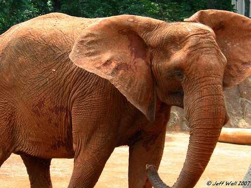 African elephant labeled image dataset | images.cv