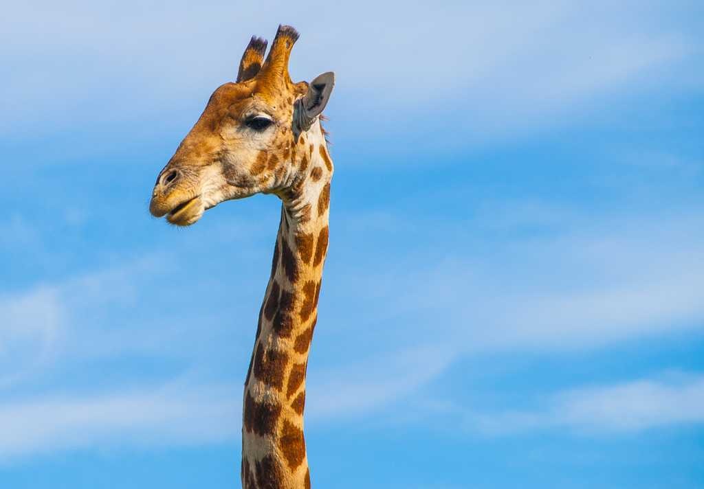 Giraffe Labeled Image Dataset | images.cv