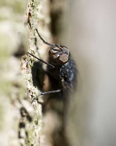 Fly labeled image dataset | images.cv