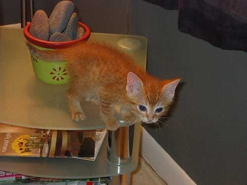 Cat Labeled Image Dataset | images.cv