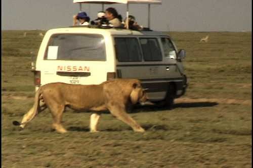 Lion labeled image dataset | images.cv