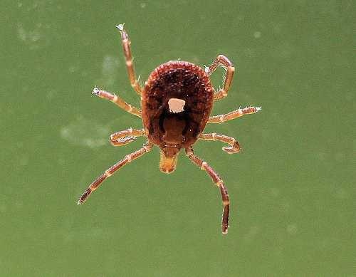 Tick Labeled Image Dataset | images.cv