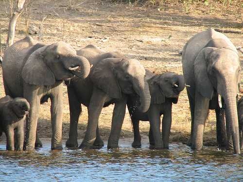 African elephant labeled image dataset | images.cv