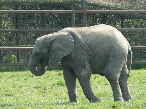 African elephant labeled image dataset | images.cv