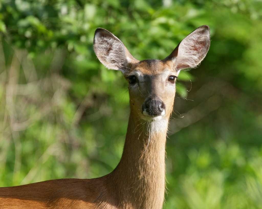 Deer Labeled Image Dataset | images.cv