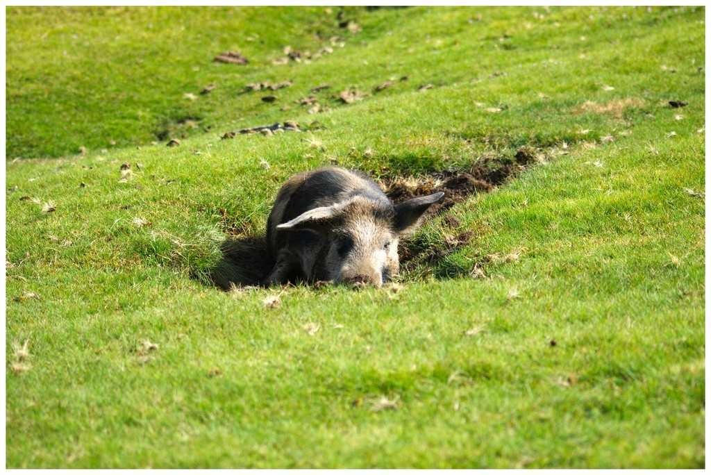 Pig labeled image dataset | images.cv