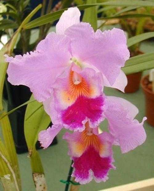 Ruby lipped cattleya Labeled Image Dataset | images.cv