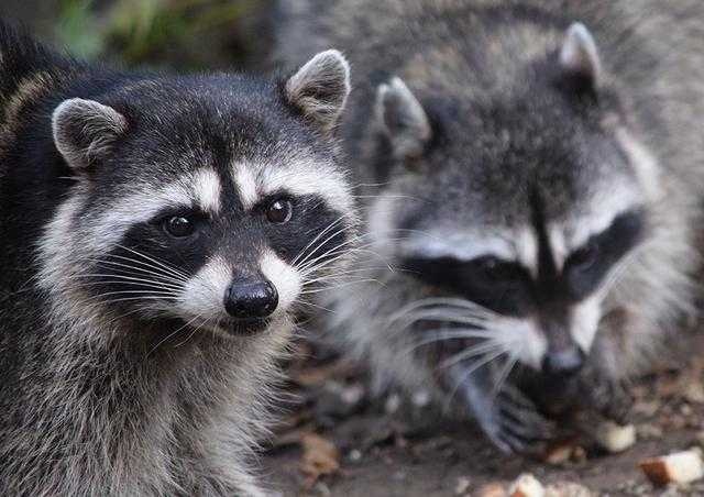 Raccoon Labeled Image Dataset | images.cv