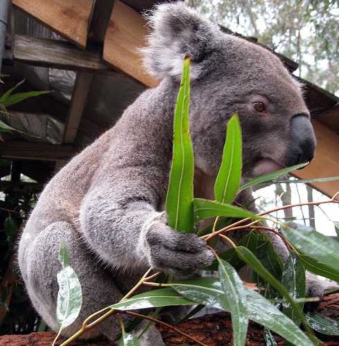 Koala Labeled Image Dataset | images.cv