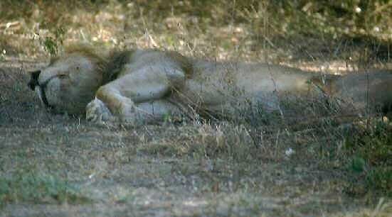 Lion Labeled Image Dataset | images.cv