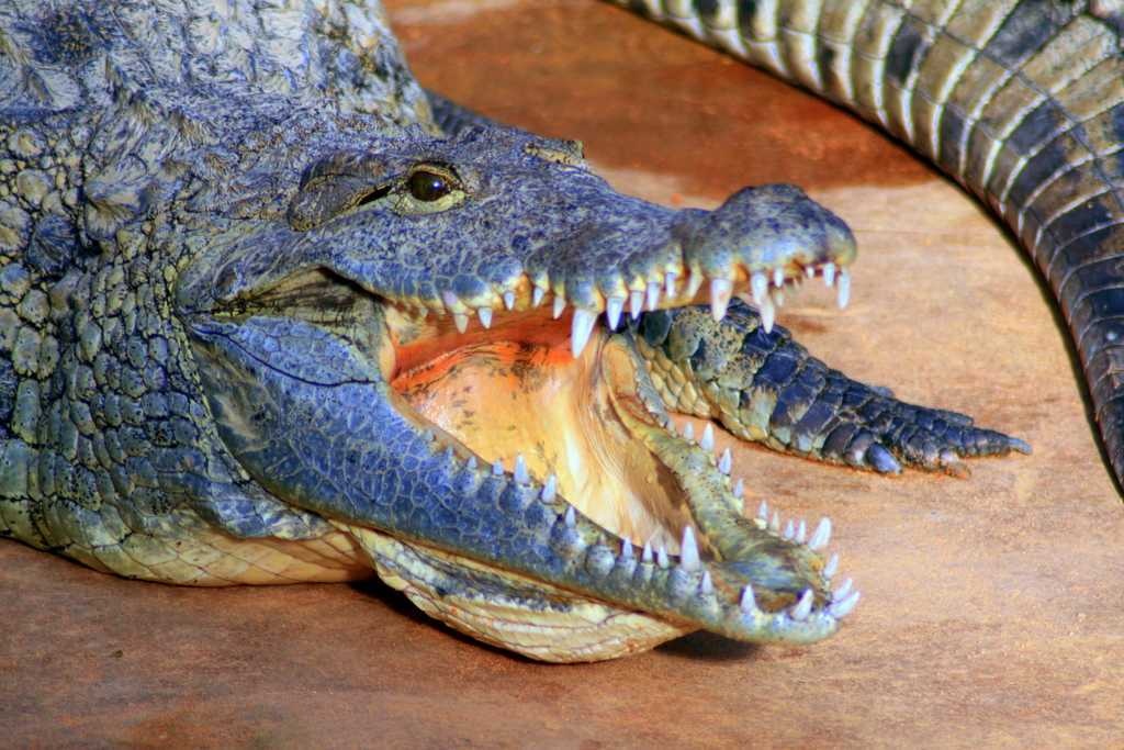 Crocodile Labeled Image Dataset | images.cv