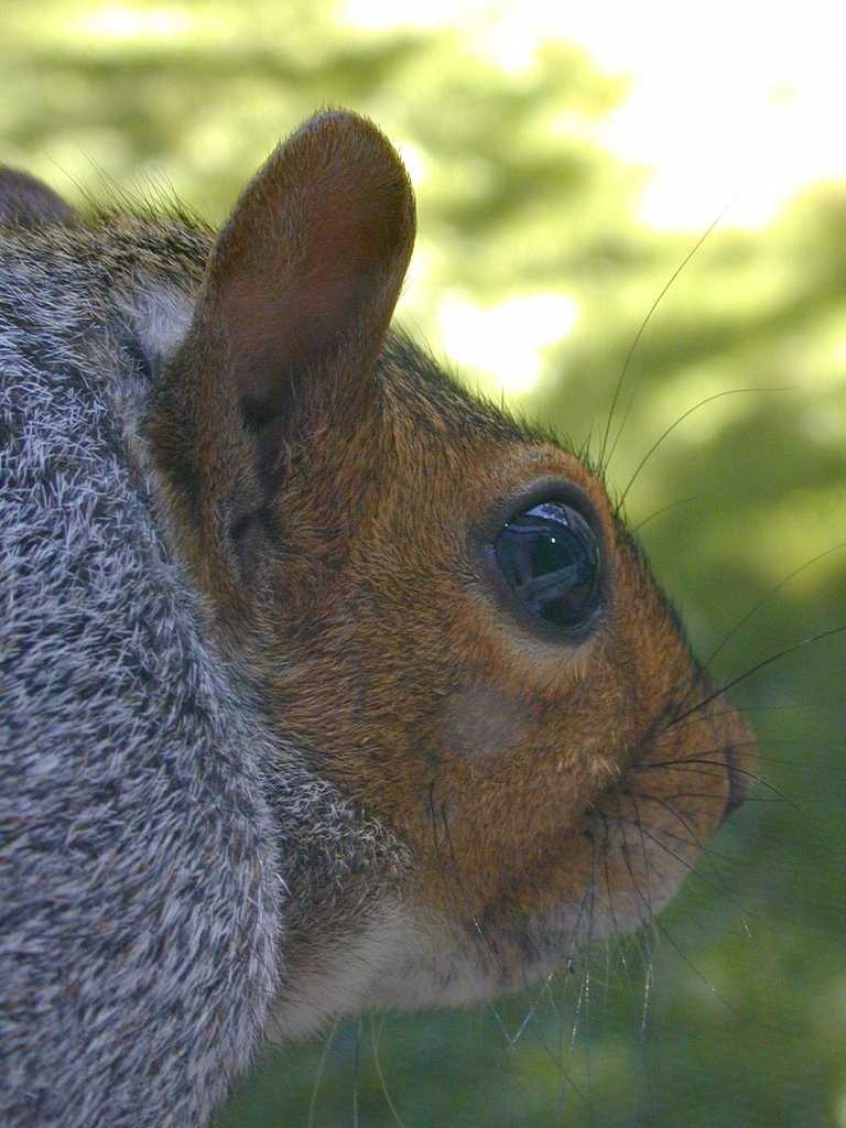 Rabbit Labeled Image Dataset | images.cv