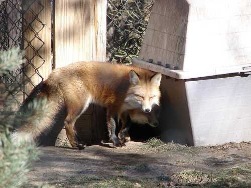 Red fox Labeled Image Dataset | images.cv