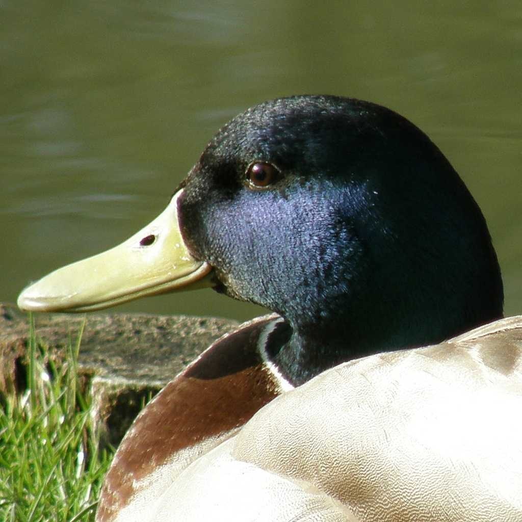 Duck Labeled Image Dataset Images Cv