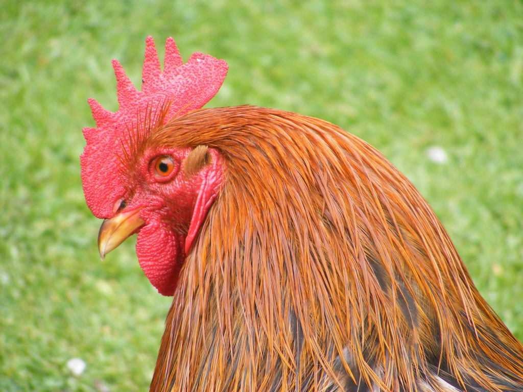 Chicken Labeled Image Dataset | images.cv