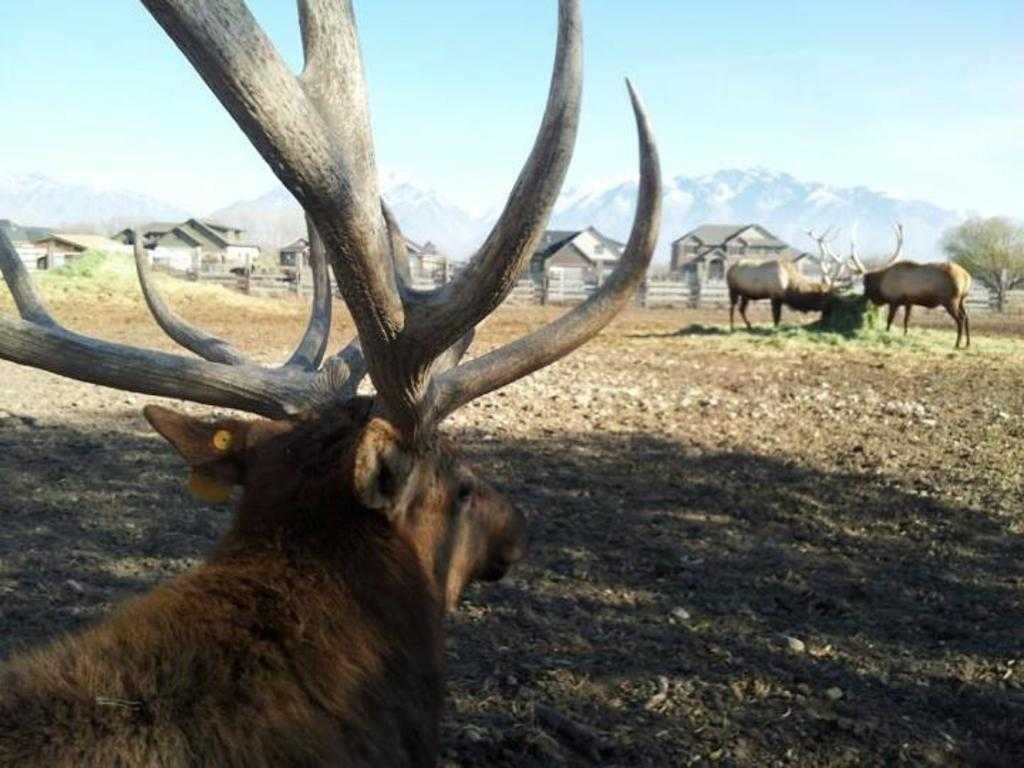 Deer Labeled Image Dataset | images.cv