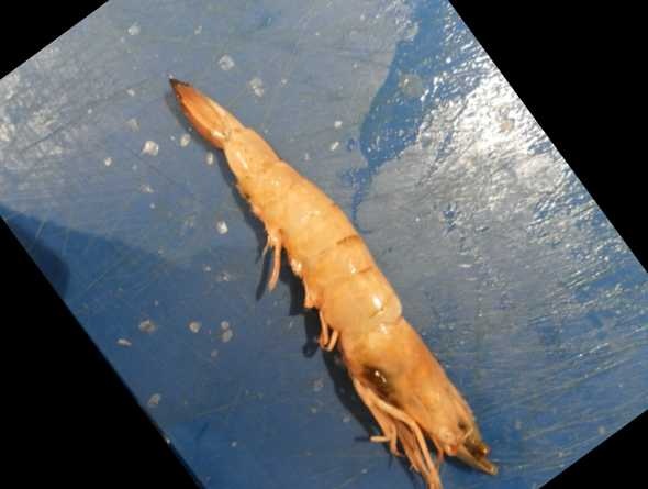 Shrimp Labeled Image Dataset | images.cv