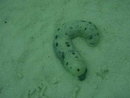 Sea cucumber Labeled Image Dataset | images.cv