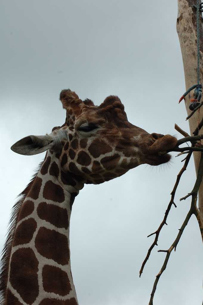 Giraffe Labeled Image Dataset | images.cv